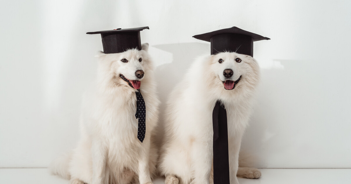 Studium vs. práce: Jak si vybrat správnou cestu po střední škole | WOLIP